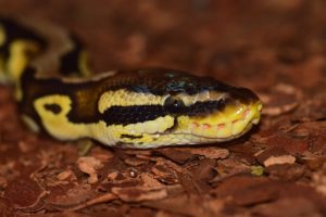 Best Heat Lamp for a Ball Python - The Pet Supply Guy