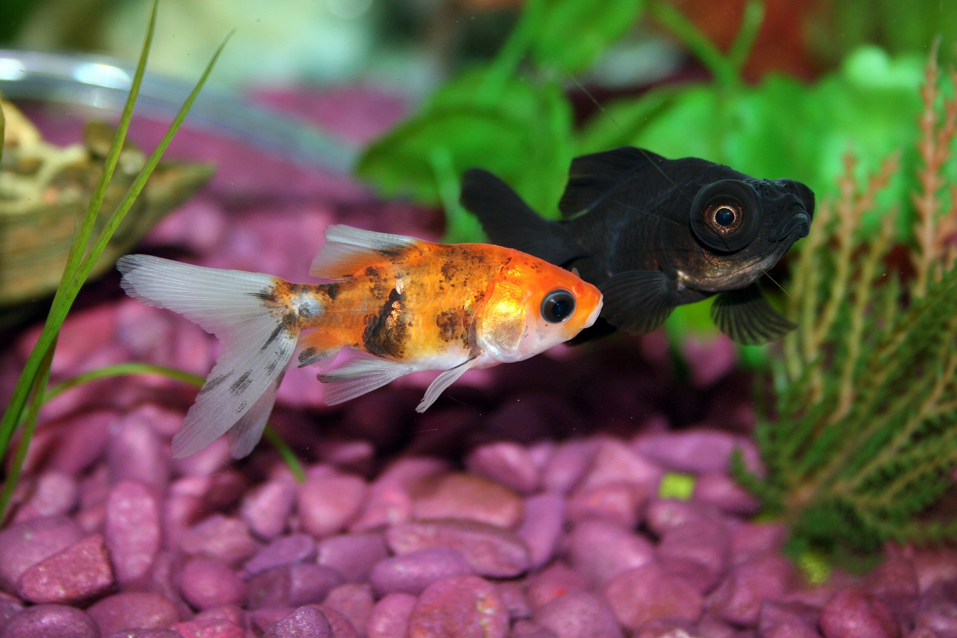 Best Automatic Fish Feeder For Flakes The Pet Supply Guy Best Automatic Fish Feeder For Flakes The Pet Supply Guy