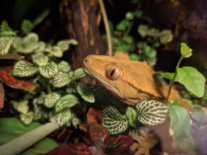 Why Do Crested Geckos Lose their Tails - The Pet Supply Guy