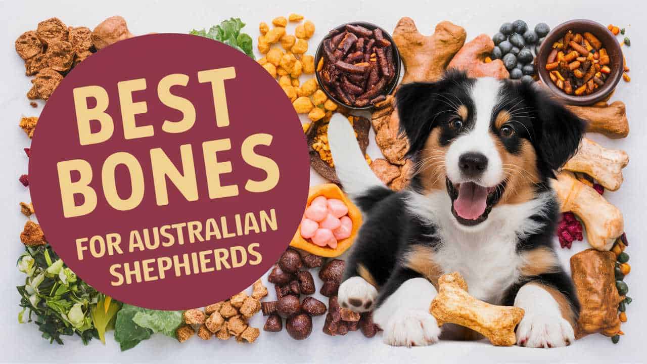Best Bones for Australian Shepherds - The Pet Supply Guy