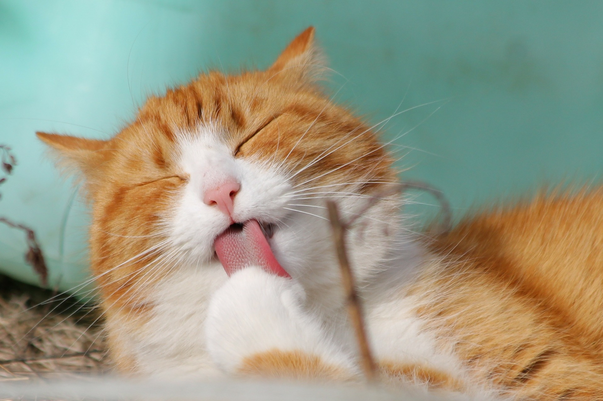 Best Cat Food To Prevent Hairballs The Pet Supply Guy Best Cat Food To Prevent Hairballs The Pet Supply Guy