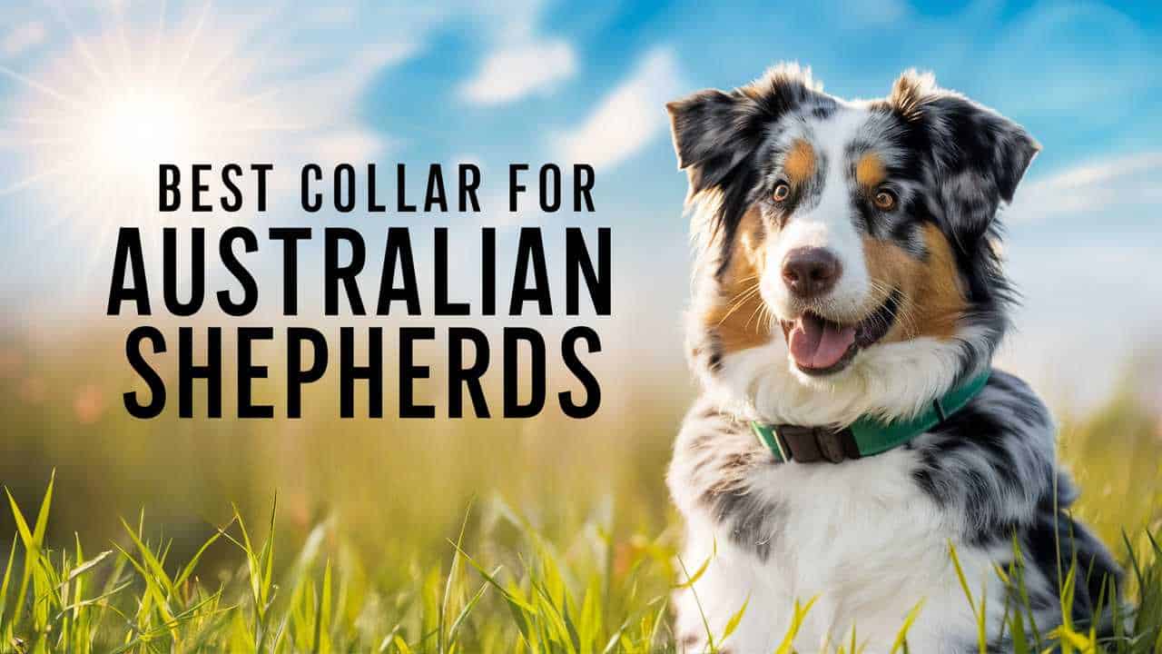 Best Collar for Australian Shepherds - The Pet Supply Guy