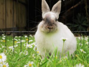Best Exercise Pen for Rabbits - The Pet Supply Guy