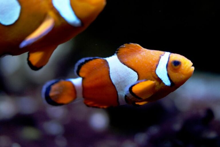 Best Fake Anemone for Clownfish - The Pet Supply Guy