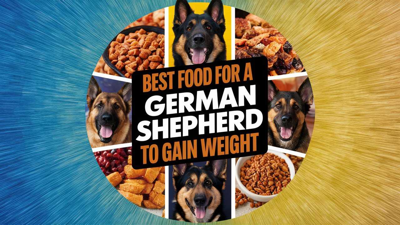 Best Food for a German Shepherd To Gain Weight - The Pet Supply Guy