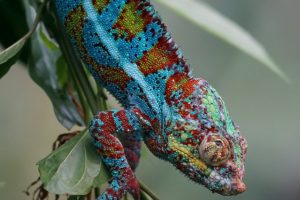 Best Misting System for a Chameleon - Chameleon Automatic Mister
