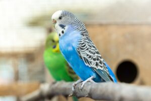 Best Perches for Budgies - The Pet Supply Guy