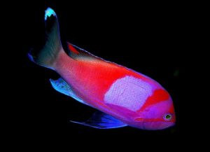 Best Saltwater Fish for 75 Gallon Tank ???? The Pet Supply Guy