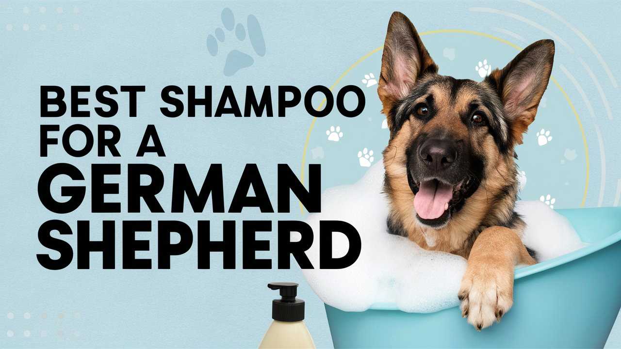 Best Shampoo for a German Shepherd - The Pet Supply Guy
