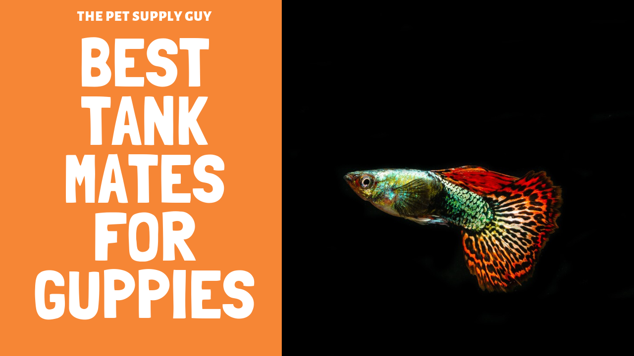 Best Tank Mates for Guppies ???? The Pet Supply Guy