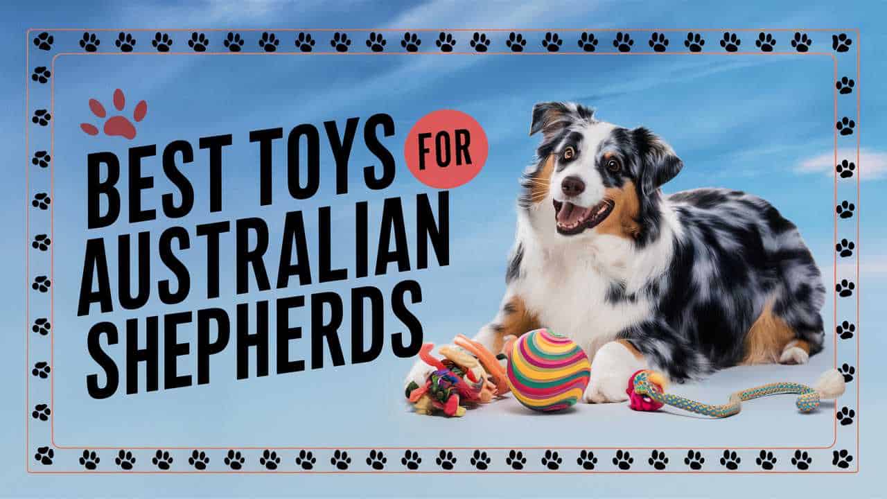 Best Toys for Australian Shepherds - The Pet Supply Guy