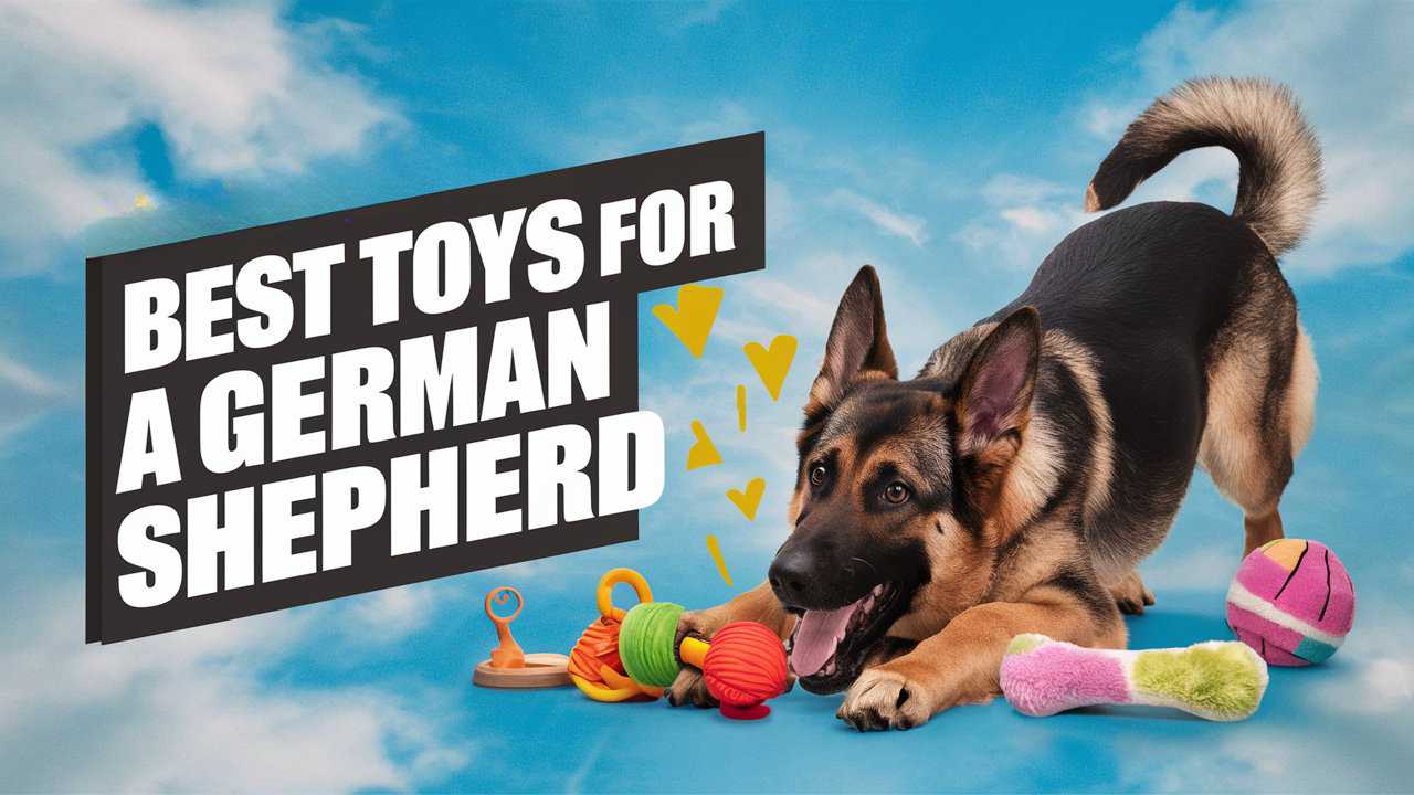 Best Toys for a German Shepherd - The Pet Supply Guy