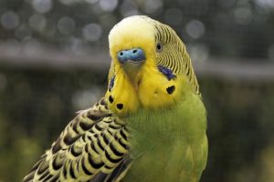 Bird Age Calculator - The Pet Supply Guy