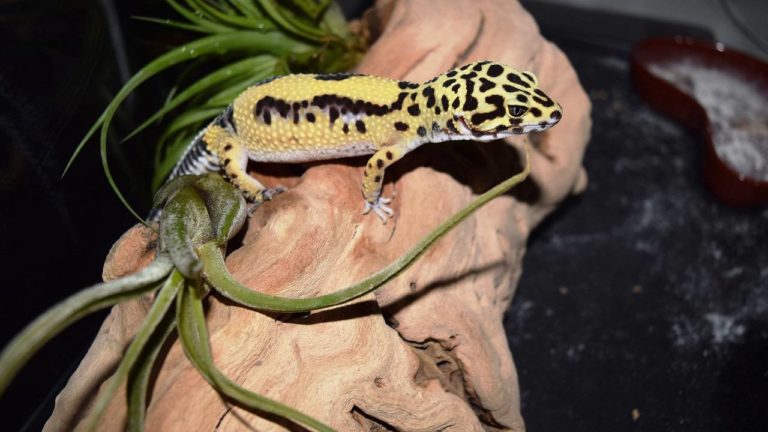 Best Moss for a Leopard Gecko - The Pet Supply Guy