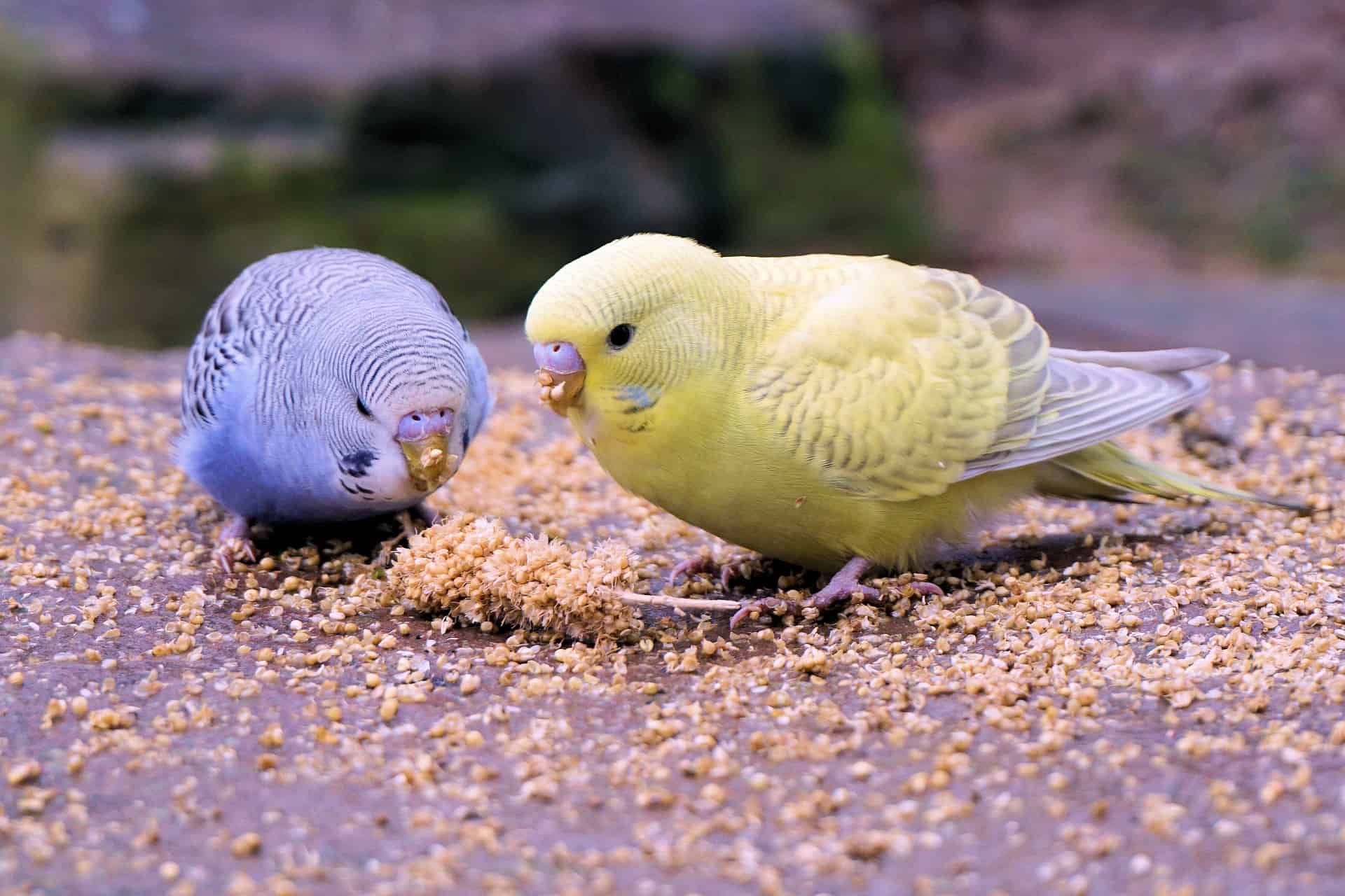 Can Parakeets Eat Cockatiel Food - The Pet Supply Guy