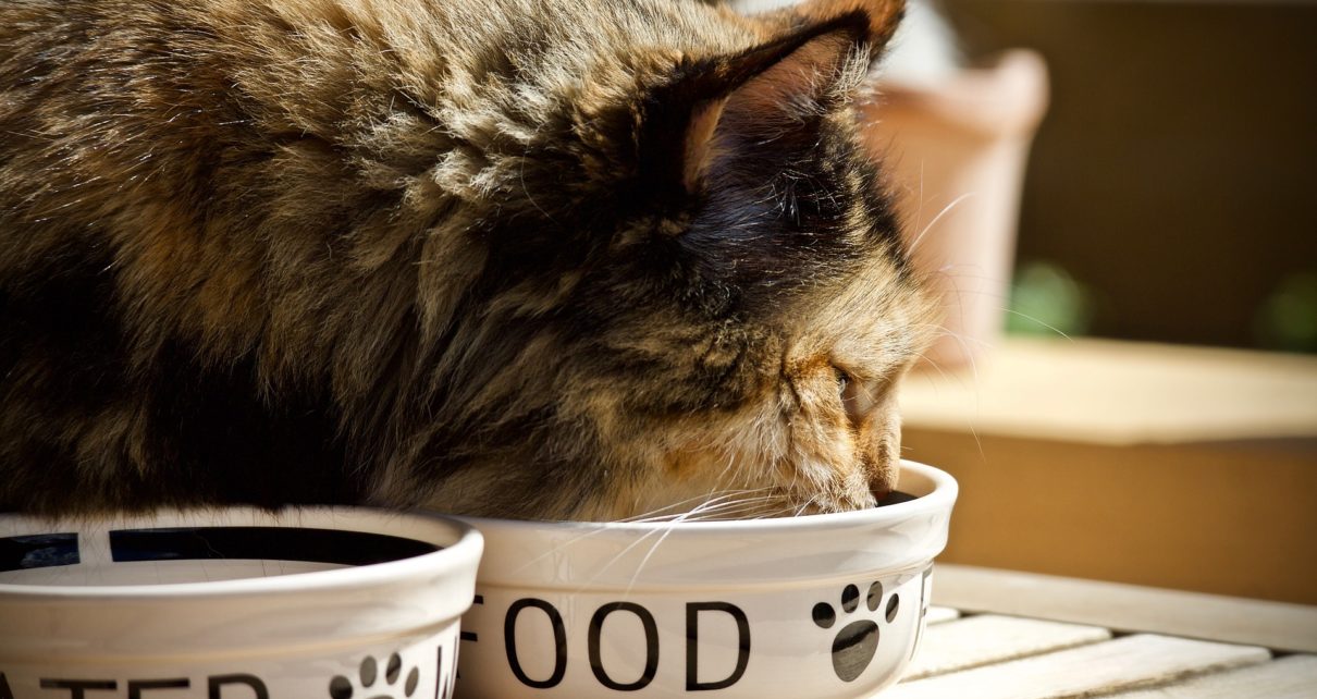 Cat Calorie Calculator How Many Calories Do Cats Need Cat Feeding Cat Calorie Calculator How Many Calories Do Cats Need Cat Feeding