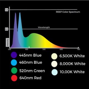 Best Lighting for Coral Reef Aquariums - The Pet Supply Guy