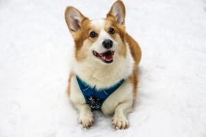 Do Corgis Need Winter Coats - Best Winter Coats for Corgis - The Pet ...