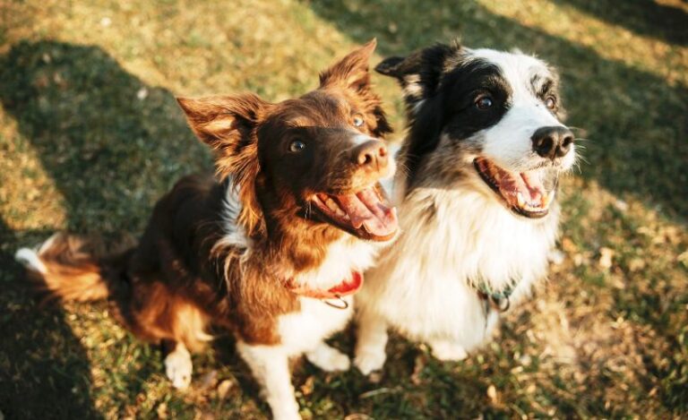Gifts for Border Collie Lovers - The Pet Supply Guy