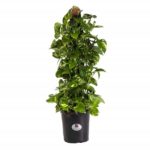 Best Plants for a Chameleon Cage - Chameleon Safe Plants