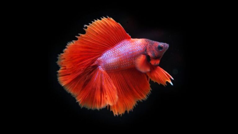 How To Make Your Betta Fish Happy - The Pet Supply Guy