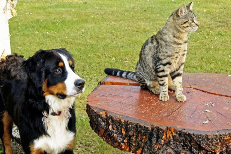 Large Dogs with Low Prey Drive - The Pet Supply Guy