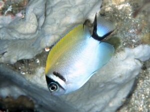 Reef Safe Angelfish | Best Agelfish for Reef Tanks | The Pet Supply Guy