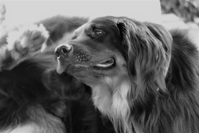 My Dog Is Constantly Scratching and Biting Himself (Solutions & Advice)