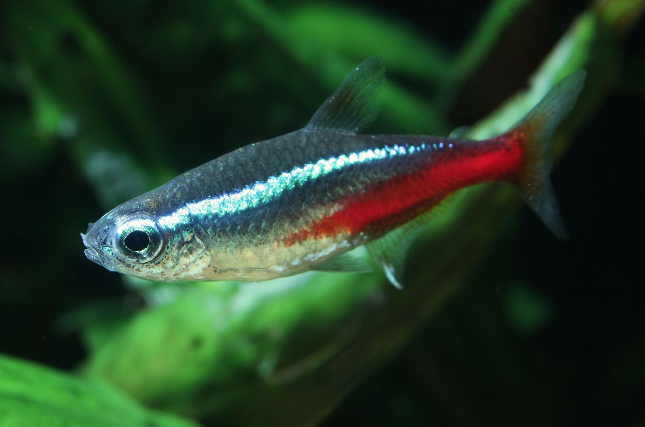 How Many Neon Tetras Per Gallon - The Pet Supply Guy