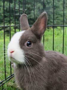 Rabbit Cage Calculator ???? - Rabbit Cage Size Guide