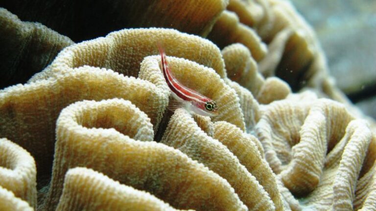 31 Reef Safe Gobies | Best Gobies for Reef Tanks | The Pet Supply Guy