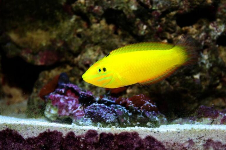 Reef Safe Wrasse - The Pet Supply Guy