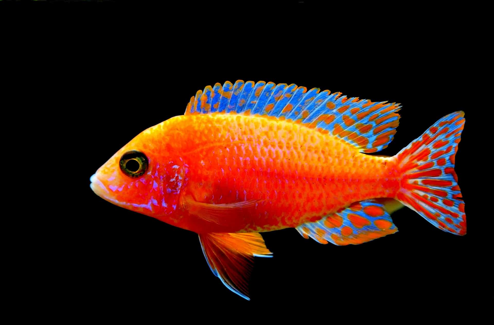 Reef Safe Wrasse - The Pet Supply Guy