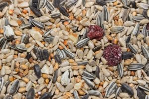 Best Pellets for Conures | Best Conure Food | The Pet Supply Guy