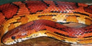 Do Corn Snakes Need UVB - The Pet Supply Guy